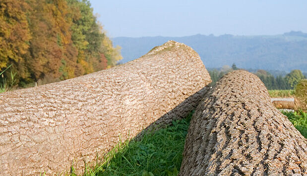 Genügend Holz in Europas Wäldern | Windhager Österreich